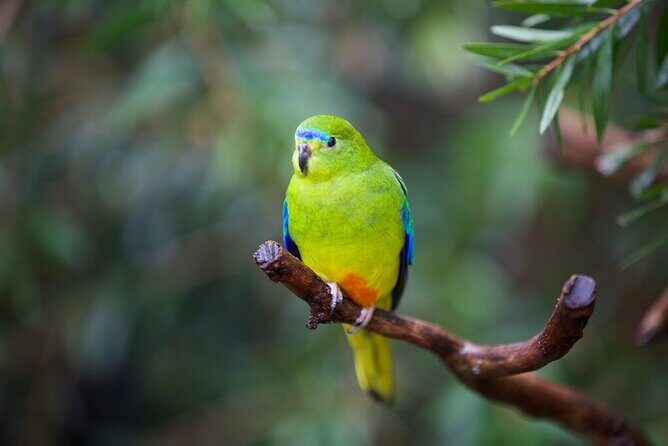 Australian Experience at Werribee Open Range Zoo - excl. entry - The Sum Up: Is It Worth It?