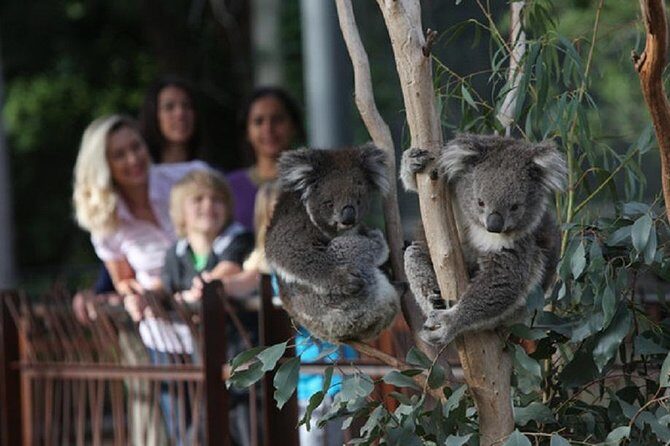 Australian Wildlife Tour at Melbourne Zoo Ticket - excl. entry - An Honest Look at the Australian Wildlife Tour at Melbourne Zoo