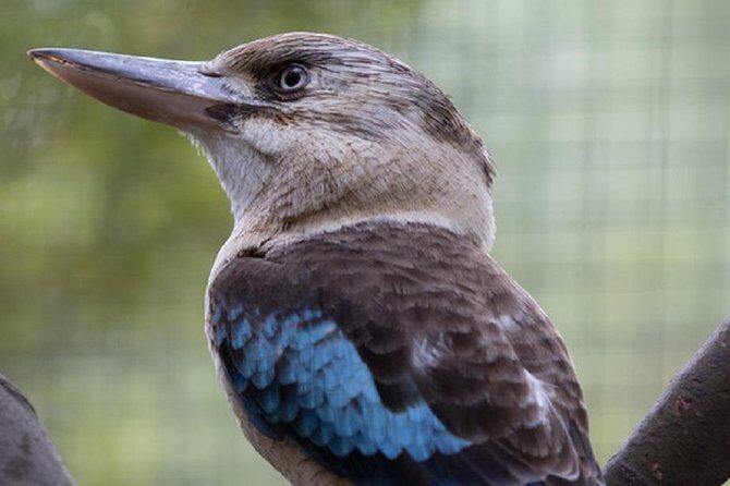 Australian Wildlife Tour at Melbourne Zoo Ticket - excl. entry - Why this Tour is a Win for Australian Wildlife Fans