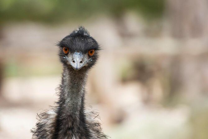 Australian Wildlife Tour at Melbourne Zoo Ticket - excl. entry - What to Expect and How it Feels
