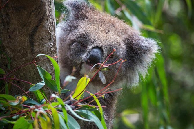 Australian Wildlife Tour at Melbourne Zoo Ticket - excl. entry - FAQ