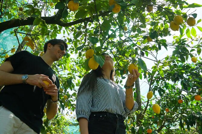 Authentic Lemon Experience at a Farm in Sorrento with Tastings - Key Points