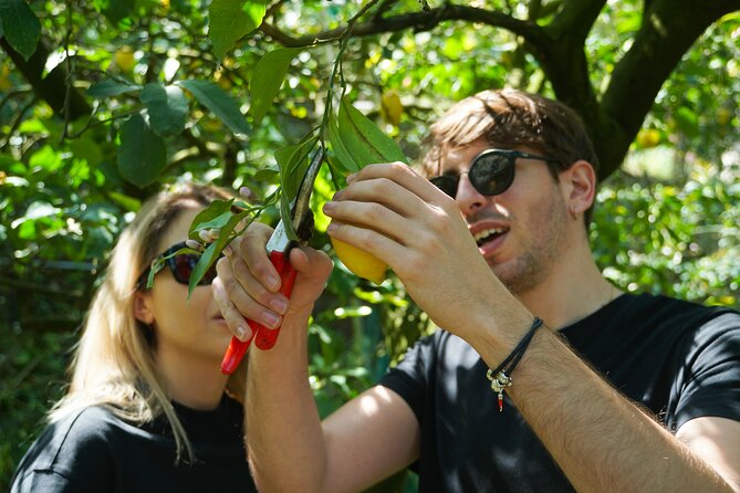 Authentic Lemon Experience at a Farm in Sorrento with Tastings - Price and Value Analysis