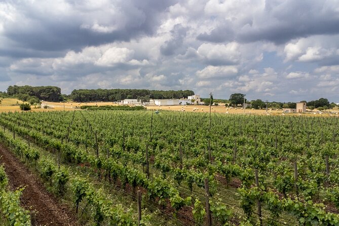 Authentic Marsala Wine Tasting Experience in a Historic Winery - Authentic Marsala Wine Tasting Experience in a Historic Winery