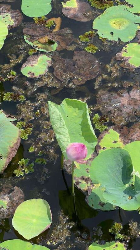 Authentic Mekong Delta Tan Lap Floating Village Private Tour - Introduction