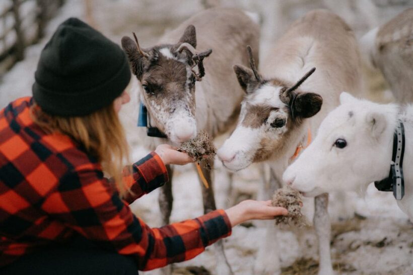 Authentic Reindeer Experience, Ice Fish & Lunch in the Wild - The Sum Up