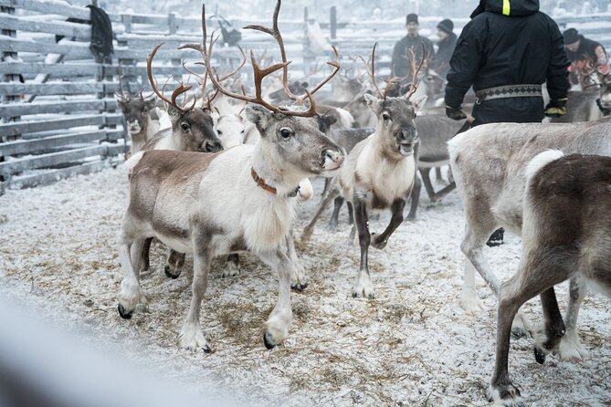 Authentic Reindeer experience in the wilderness in Levi - Authenticity and Experience Quality