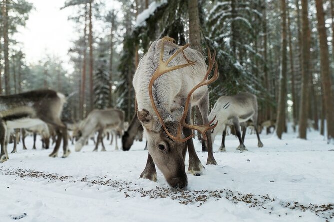 Authentic Reindeer Farm Experience in Rovaniemi - Morning Visit to Observe Reindeer Feeding