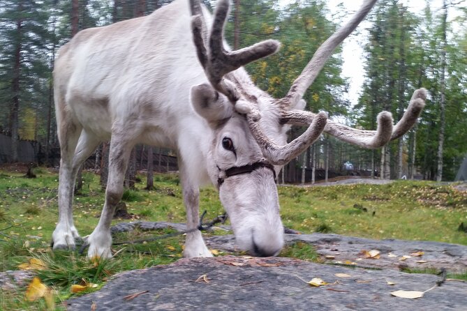 Authentic Reindeer Farm Experience in Rovaniemi - History and Traditions of Reindeer Farming in Lapland