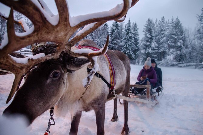 Authentic Reindeer Farm Experience in Rovaniemi - Logistics and Transportation Details