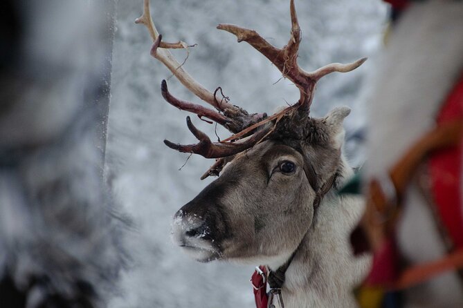 Authentic Reindeer Farm Experience in Rovaniemi - Inclusions and Amenities Provided