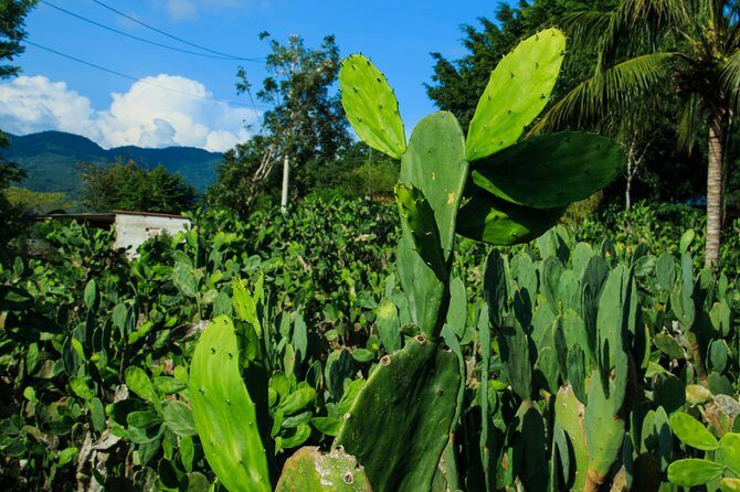 Authentic Rural Mexican Experience Adventure - Why This Tour Offers Great Value