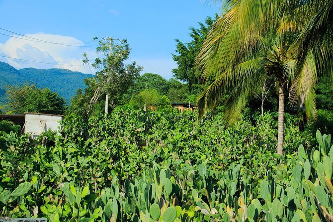 Authentic Rural Mexican Experience Adventure - Practical Tips for Travelers