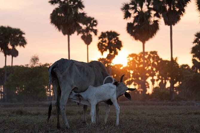 Authentic Siem Reap: Tuk Tuk Countryside and Sunset Tour - The Lotus Farm: Eco-Friendly & Symbolic