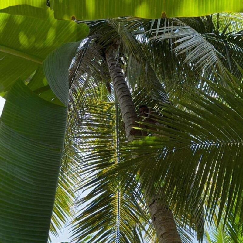 Authentic Sri Lankan Village Experience with Local Family - A Deep Dive into the Experience