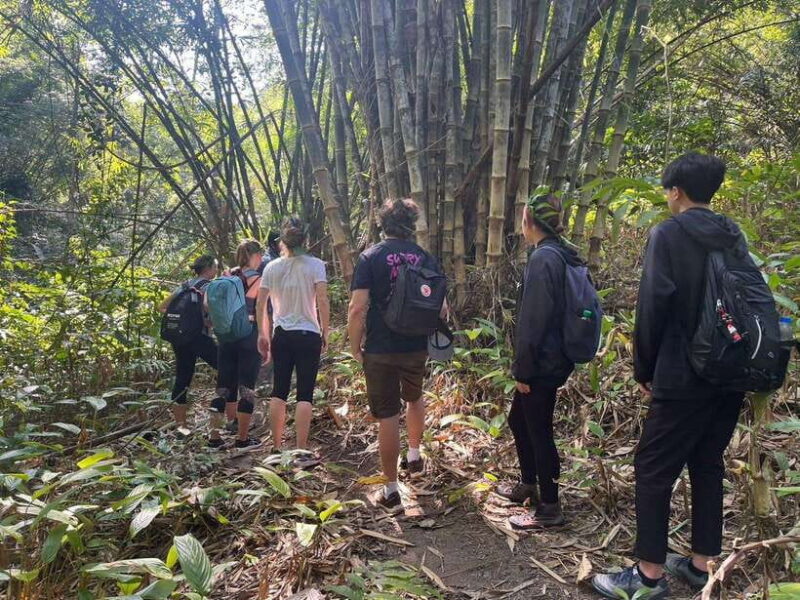 Authentic trek only walk in Chiang Rai jungle - The Experience in Detail: Why It’s Worth Considering