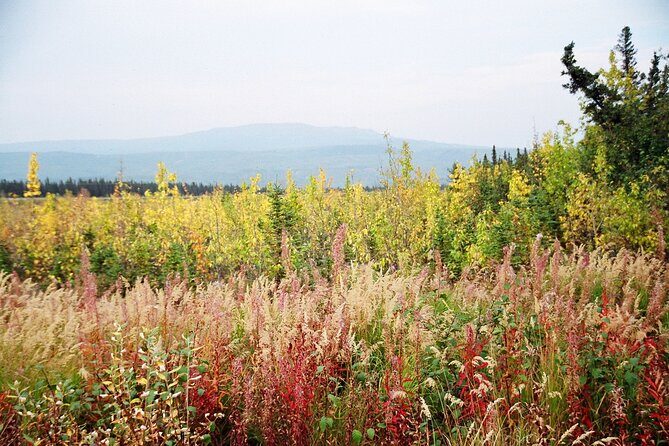 Authentical Denali Tour from Denali Park and Fairbanks - Who Will Love This Tour?