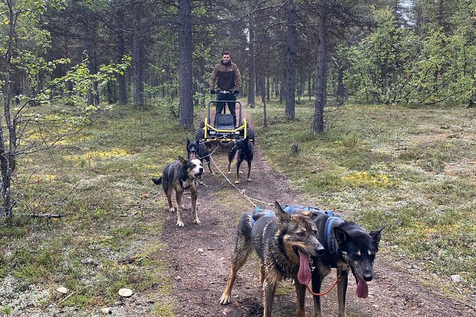 Autumn Husky Sit and Drive Cart Tour From Kiruna - Meeting and Pickup Details