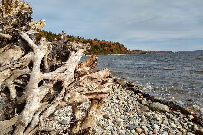 Autumn in Acadia National Park Private Leaf Peeper Driving Tour - An In-Depth Look at the Experience