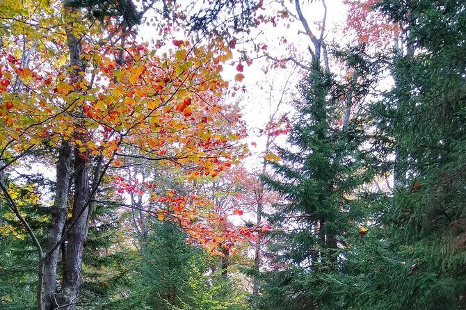Autumn in Acadia National Park Private Leaf Peeper Driving Tour - Practical Details & Tips