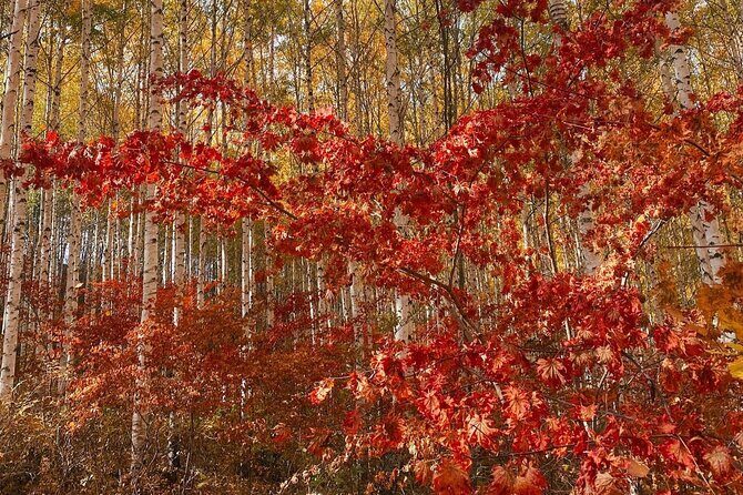 Autumn Trip for Birch Forest and Garden of Nature and Flower Fest - What Travelers Say