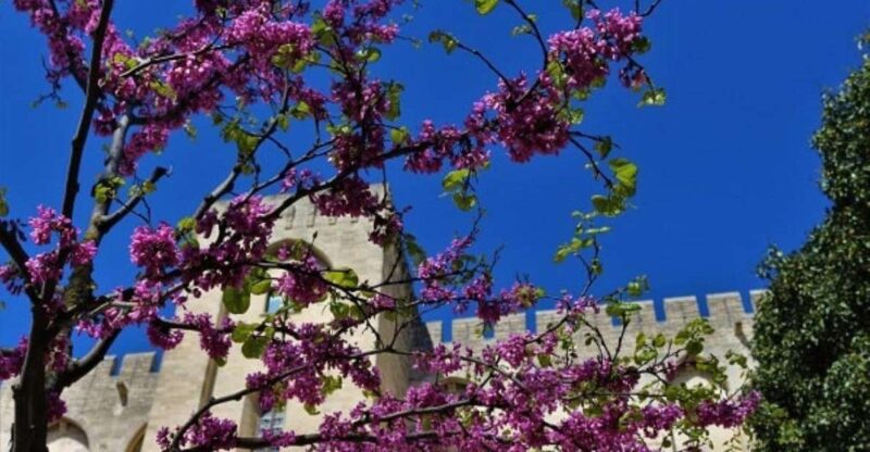 Avignon: Around The Palace Tour - The Itinerary: What Youll See and Experience
