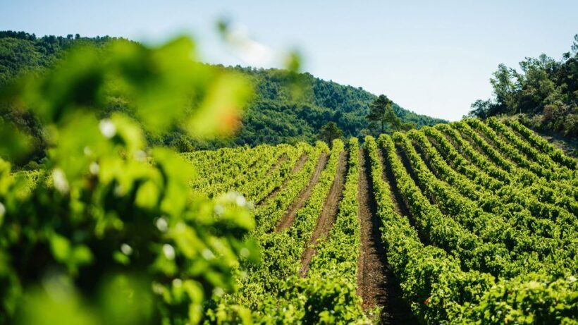 Avignon City of Popes and Wine Tasting Private Full Day Tour - Key Points