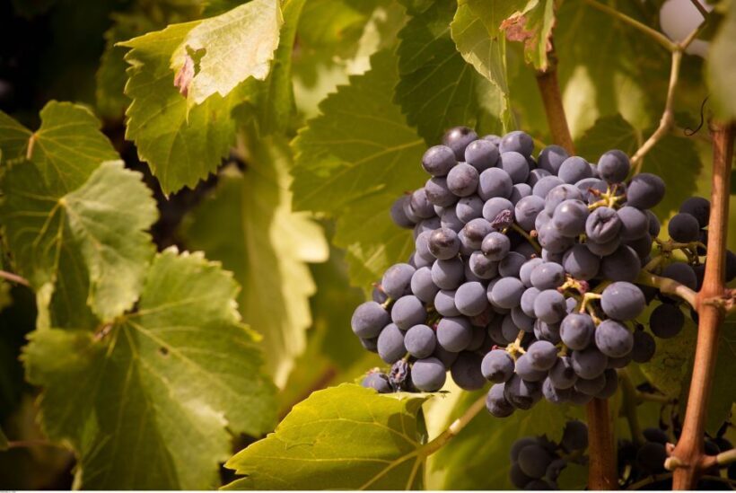 Avignon: Full-Day Wine Tour around Châteauneuf-du-Pape - Who Should Book This Tour?