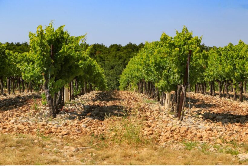 Avignon: Full-Day Wine Tour around Châteauneuf-du-Pape - The Sum Up