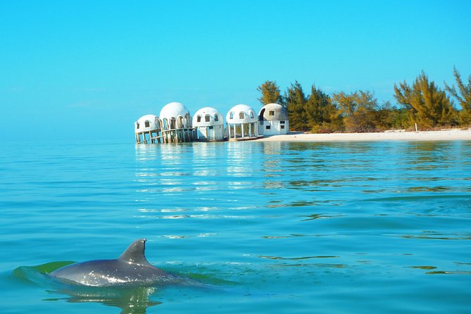 Avi's Premium Dolphin Tour by Jet Ski - The Sum Up