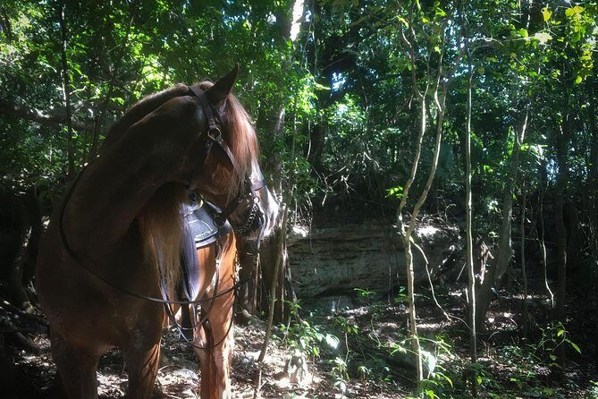 Award-winning Classic Horseback Ride (max. 6 riders) - A Closer Look at the Highlights