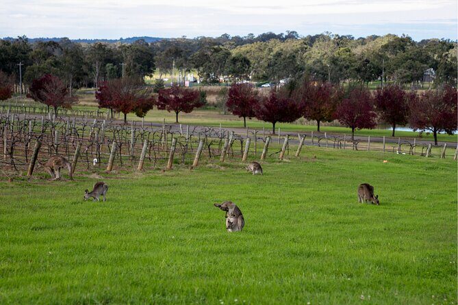 Award-Winning Hunter Valley Wine & Cheese Tour from Sydney - Authentic Reviews: What Travelers Say