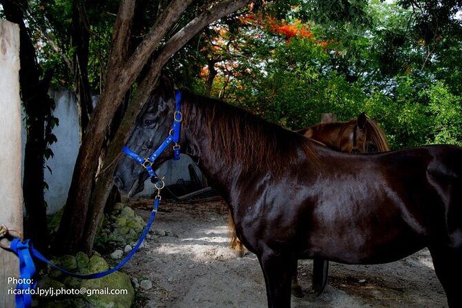 Award-winning Private Classic Horseback Ride - Highlights and Unique Features