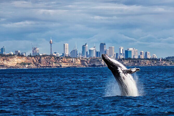 Awesome Sydney Lunch Cruise with Whale Watching Activity Tour - Key Points