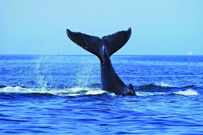 Awesome Sydney Lunch Cruise with Whale Watching Activity Tour - Analyzing the Value