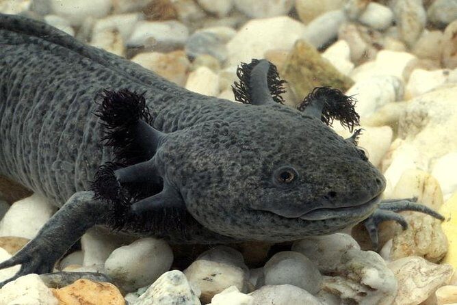 Axolotl Tour from CDMX - What to Expect from the Itinerary