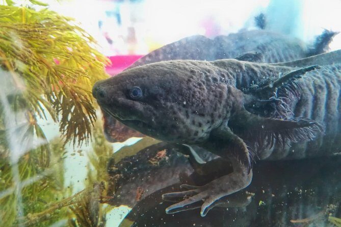 Axolotl Tour from CDMX - The Regional Breakfast and Transportation