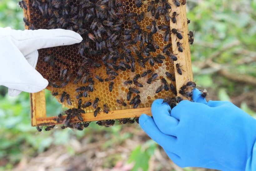 Azores Beekeeping Tour and Honey Taste - Introduction