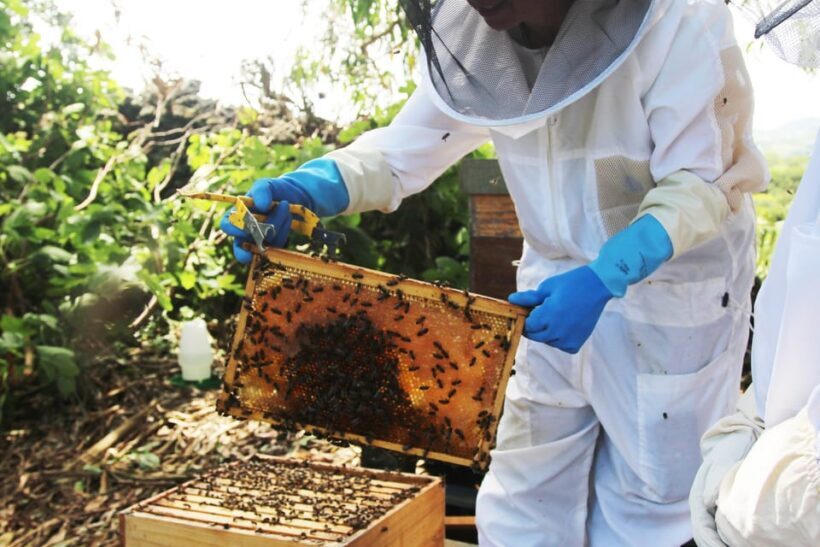 Azores Beekeeping Tour and Honey Taste - The Experience in Context