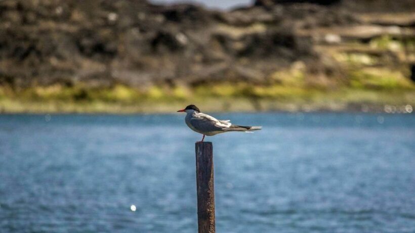 Azores Marine Birdwatching Expedition - The Experience from a Traveler’s Perspective