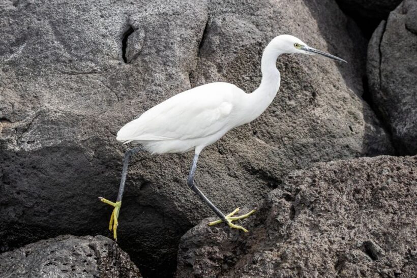 Azores Marine Birdwatching Expedition - Final Judgement: Who Should Consider This Tour?