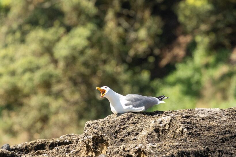 Azores Marine Birdwatching Expedition - Frequently Asked Questions