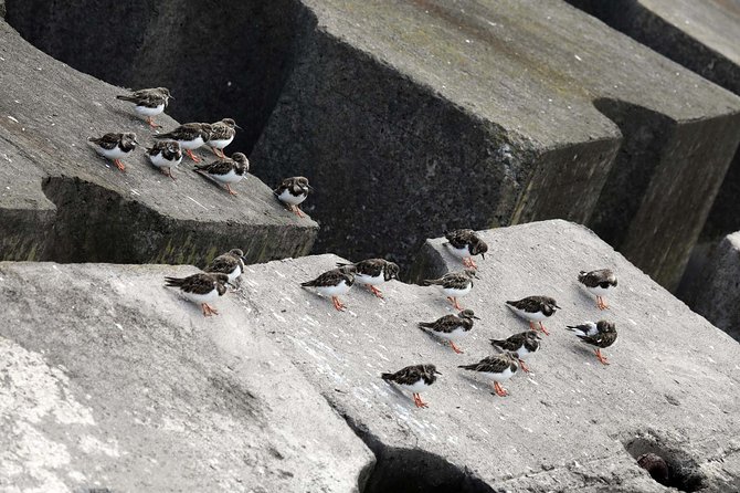 Azores Marine Birdwatching Expedition - Tour Overview