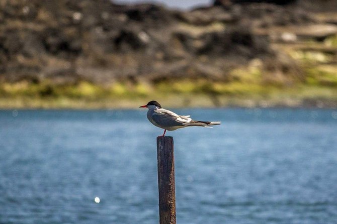 Azores Marine Birdwatching Expedition - Meeting Point and Pickup