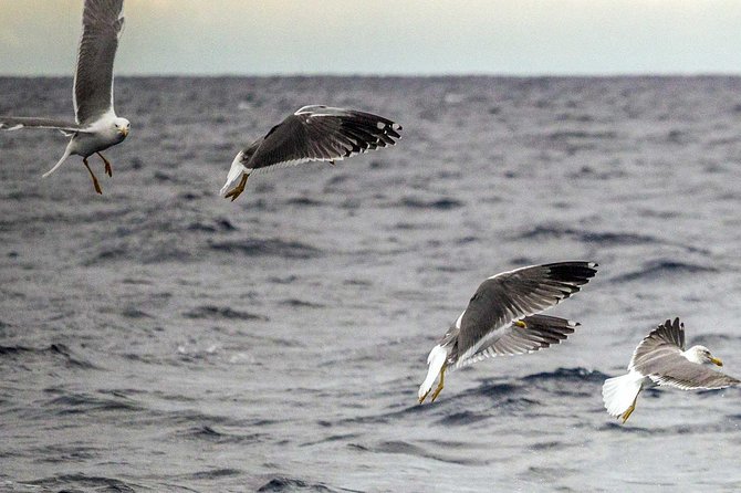 Azores Marine Birdwatching Expedition - Participant Restrictions