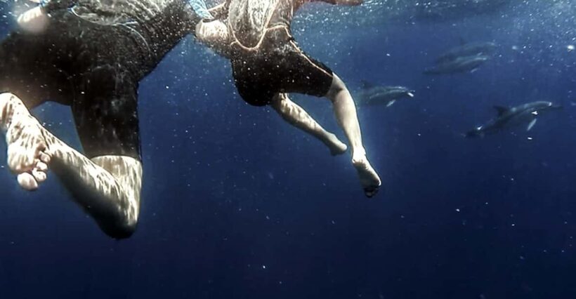 Azores: Swim with Dolphins Atlantic Experience - An In-Depth Look at the Azores Dolphin Swim Tour