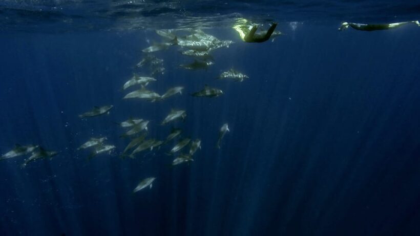 Azores: Swim with Dolphins Atlantic Experience - Final Thoughts: Is It Worth It?