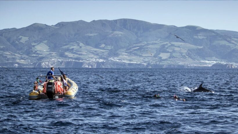 Azores: Swim with Dolphins Atlantic Experience - FAQ