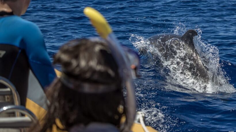 Azores: Swim with Dolphins Atlantic Experience - The Cost and Value