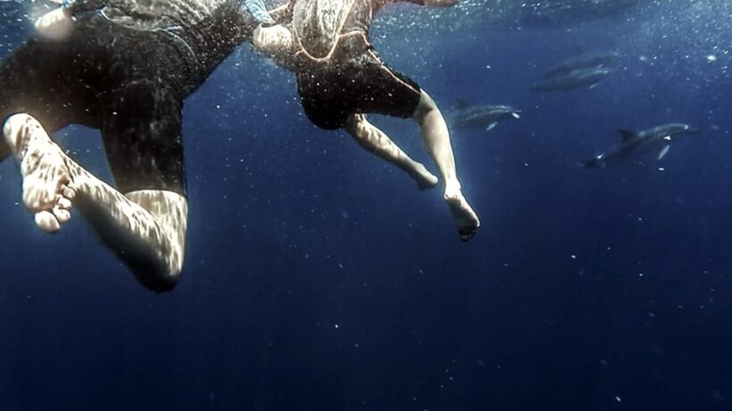 Azores: Swim with Dolphins Atlantic Experience - Practical Tips for Travelers